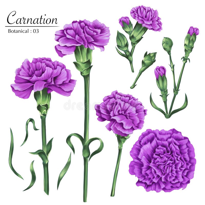 Set of Illustrations Flower Purple Carnation Stock Illustration ...