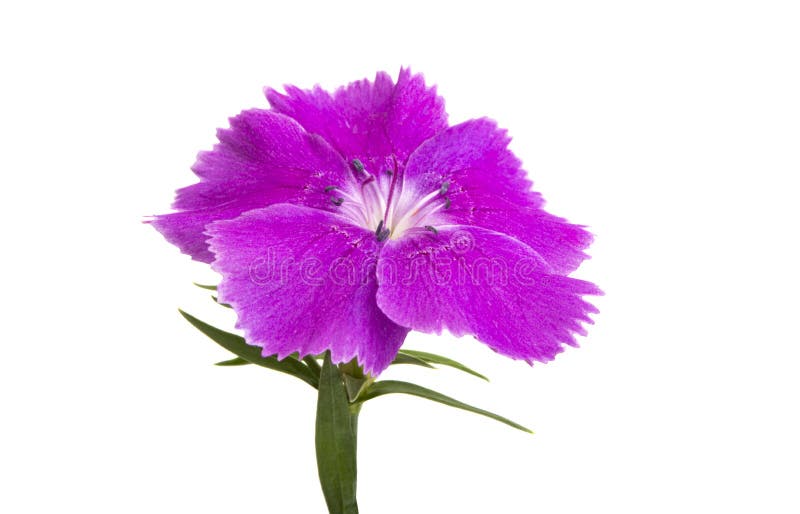 Purple carnation isolated stock image. Image of single - 71917593