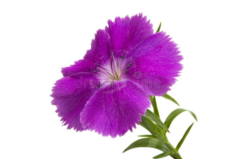 Purple carnation isolated stock image. Image of single - 71917593