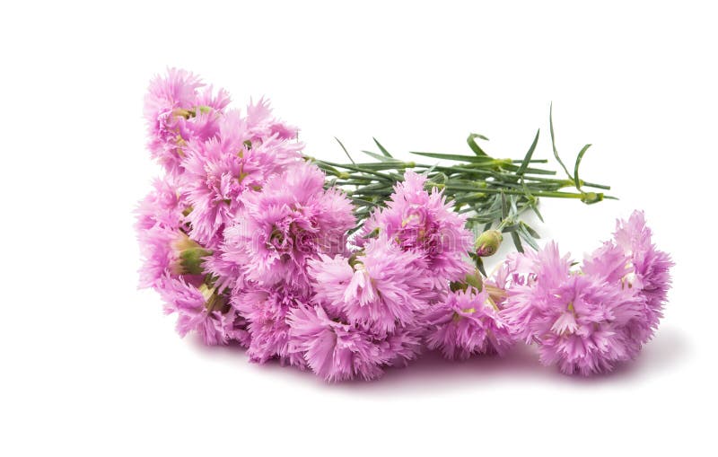 Purple carnation isolated stock image. Image of single - 71917593