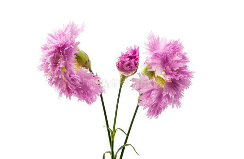 Purple carnation isolated stock image. Image of single - 71917593