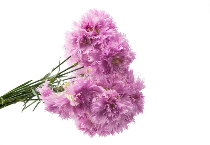 Purple carnation isolated stock image. Image of single - 71917593