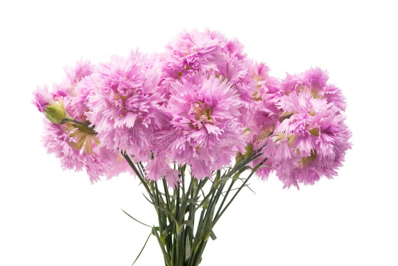 Purple carnation isolated stock image. Image of single - 71917593