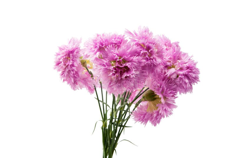 Purple carnation isolated stock image. Image of single - 71917593