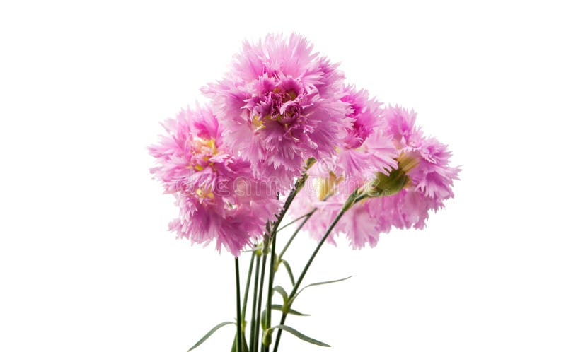 Purple carnation isolated stock image. Image of single - 71917593