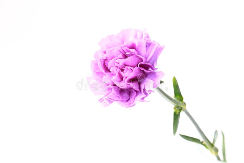Purple Carnation on a White Background Stock Image - Image of flora ...