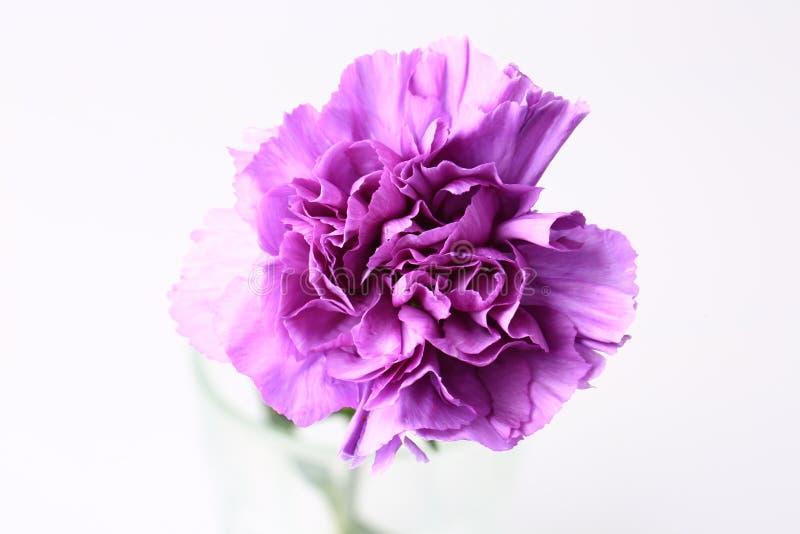 Purple Carnation on a White Background Stock Photo - Image of nature ...