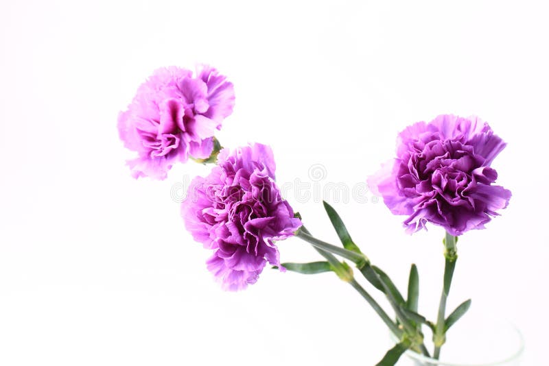 Purple Carnation on a White Background Stock Image - Image of closeup ...