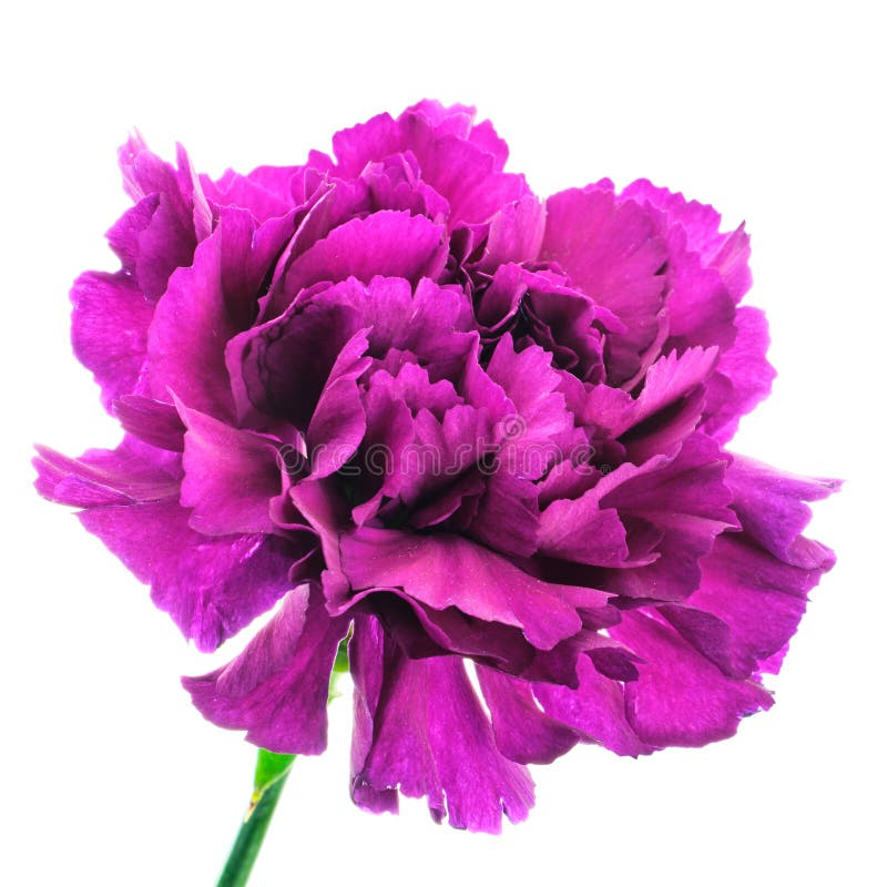Purple Carnation on White Background Stock Photo - Image of background ...