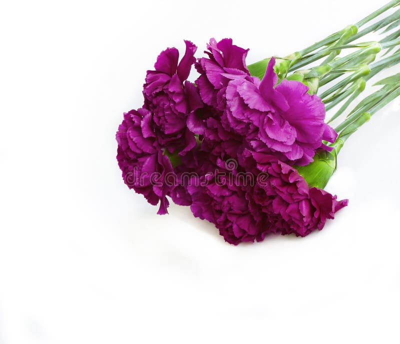 556 Purple Carnation Border Stock Photos - Free & Royalty-Free Stock ...