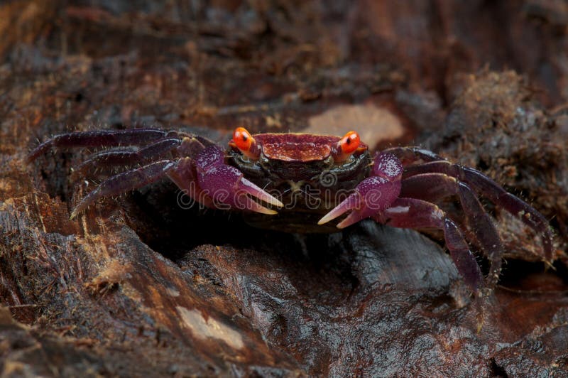 Strange Crabs Stock Photos - Free & Royalty-Free Stock Photos from ...