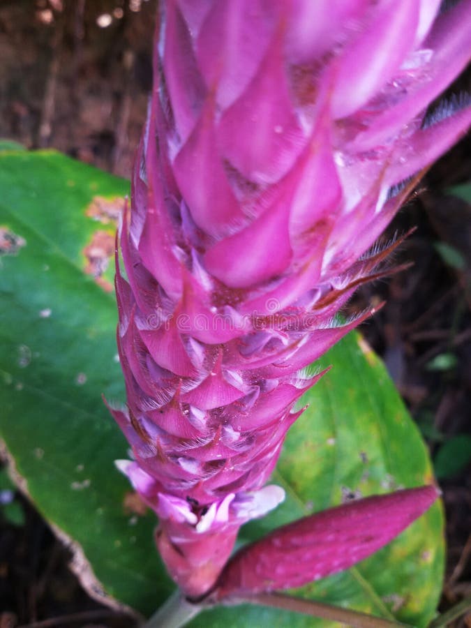Purple cat tail stock photo. Image of tail, look, flower - 43515712
