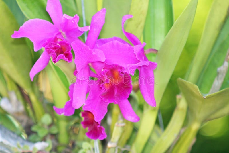 Purple Catleya Orchids stock image. Image of fresh, clean - 134888183