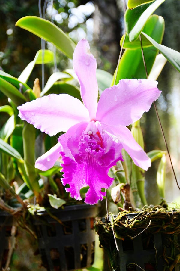 Purple Cattleya Orchid Flower. Stock Photo - Image of blossom, cattleya ...