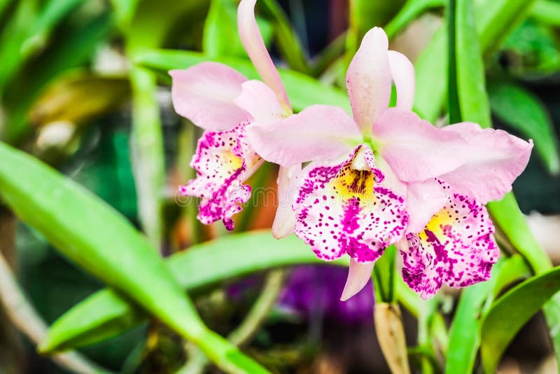 Purple Cattleya Orchid stock image. Image of asia, color - 66697435