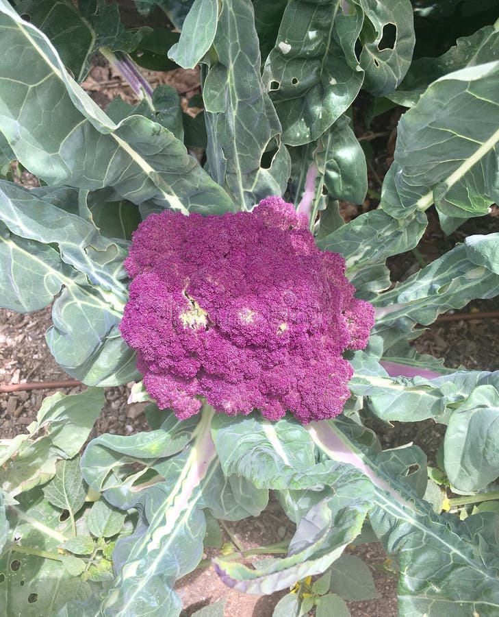 The Colors of cauliflower stock image. Image of cabbage - 63267395