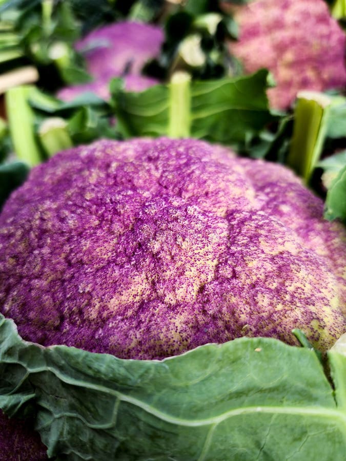 Purple fair ground ride stock photo. Image of thrill - 112230920