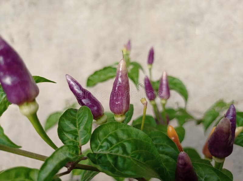 Purple Cayenne Pepper, Center Selective Focus, on Blurred Background ...