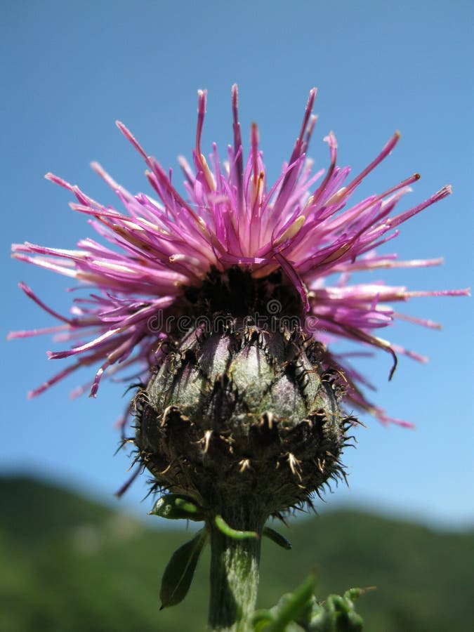 Mourning Bride (Scabiosa Atropurpurea) Stock Image - Image of garden ...