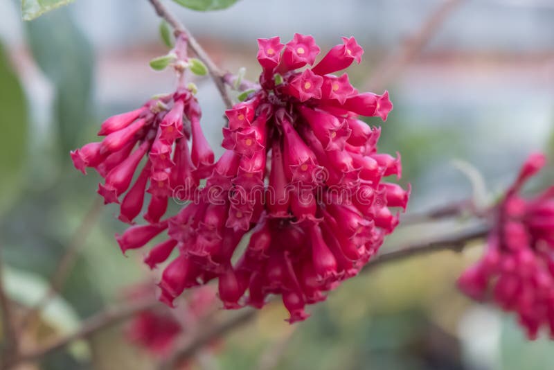 Purple Cestrum Elegans, Cluster of Red Flowers Stock Image - Image of ...