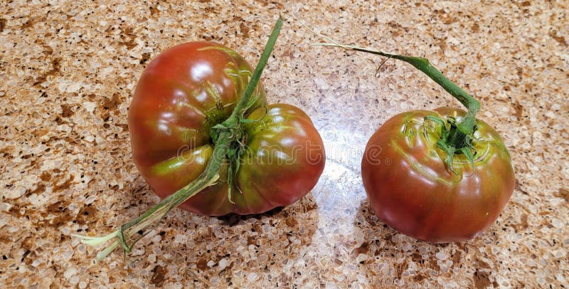 Purple Cherokee Heirloom Tomato Stock Image - Image of branch, leaf ...