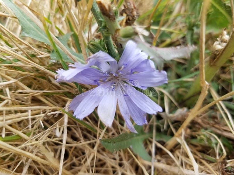 Purple Chicory Flower stock image. Image of shrub, leaf - 191570789