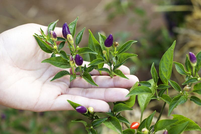 Purple chili in the nature stock image. Image of scene - 48690739