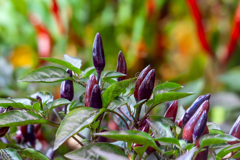 Purple Hot Chili Pepper - Isolated Stock Image - Image of flowerpot ...
