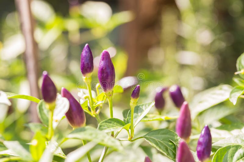 Purple Chili Pepper Growing on a Plant Stock Image - Image of ...