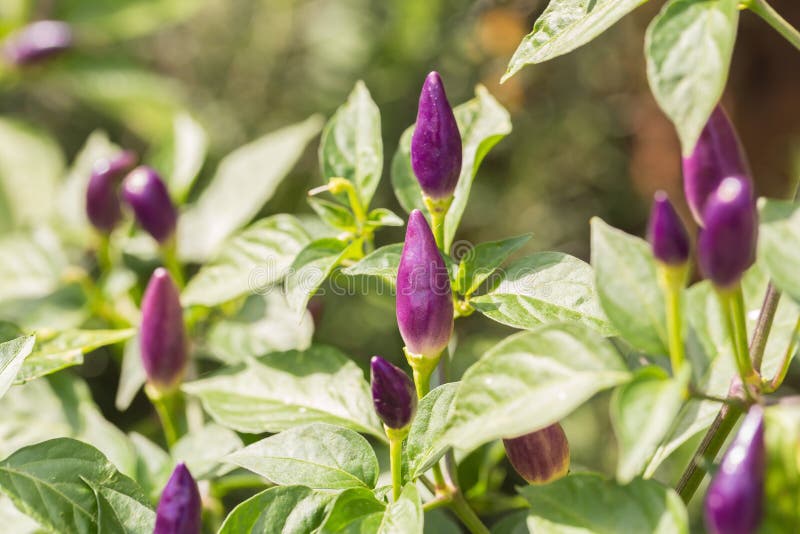 Purple Chili Pepper Growing on a Plant Stock Image - Image of ...