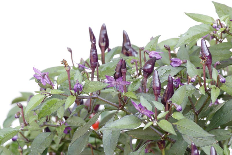Purple chili peppers stock image. Image of closeup, tasty - 57324775