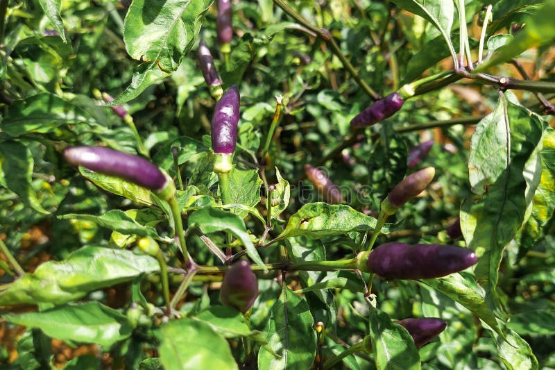 Purple Chilies on the Tree Ready To Be Harvested Stock Photo - Image of ...