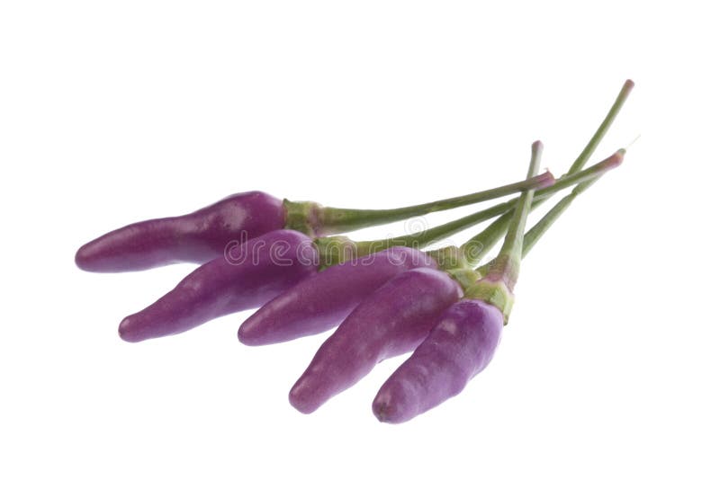 Purple chilli peppers stock photo. Image of spices, colored - 6806620