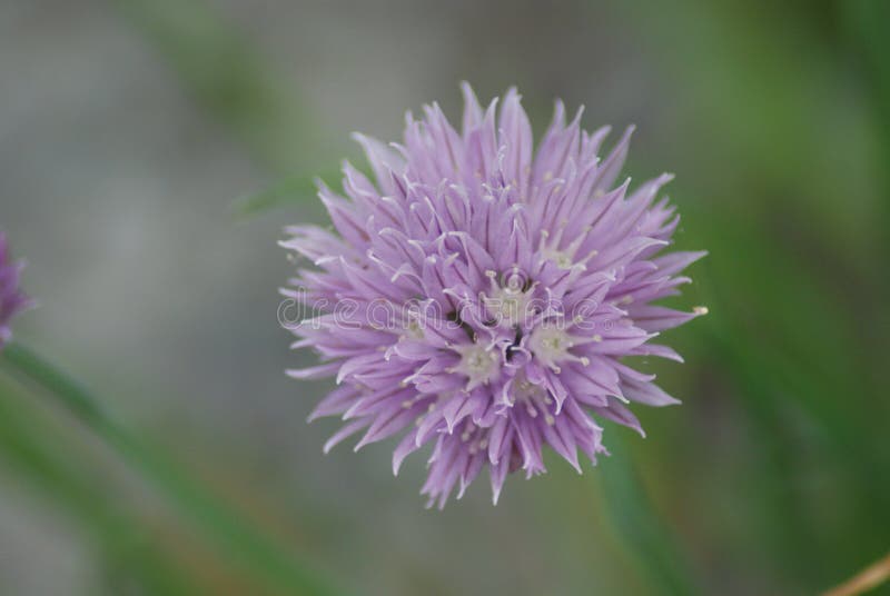 Purple Chive Flower in Spring Bloom Stock Image - Image of perennial ...