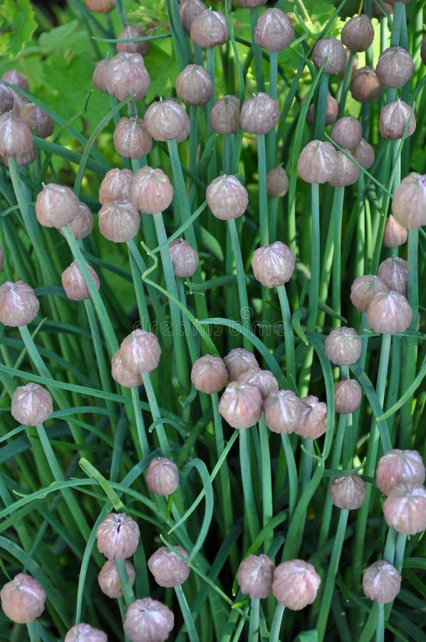Purple chive flowers stock photo. Image of growth, beauty - 185917530