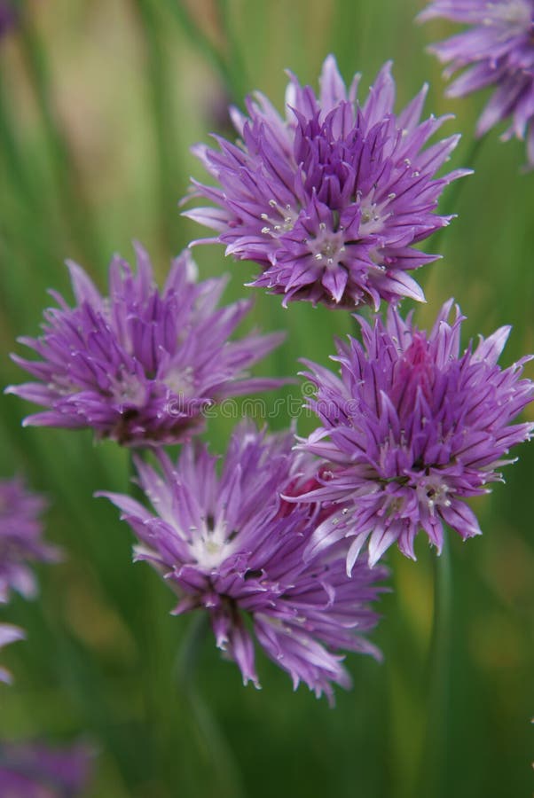 Purple Chive Flowers in Spring Bloom Stock Image - Image of ...