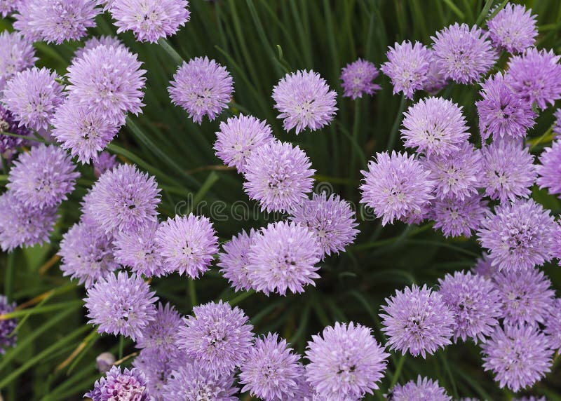 Purple Chives Flowers in Green Grass 3 Stock Photo - Image of food ...