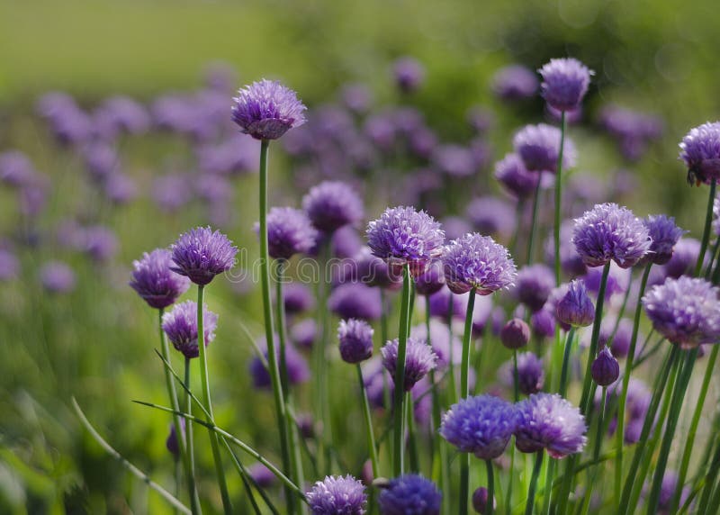 Purple Chives Flowers in Green Grass 2 Stock Photo - Image of fresh ...