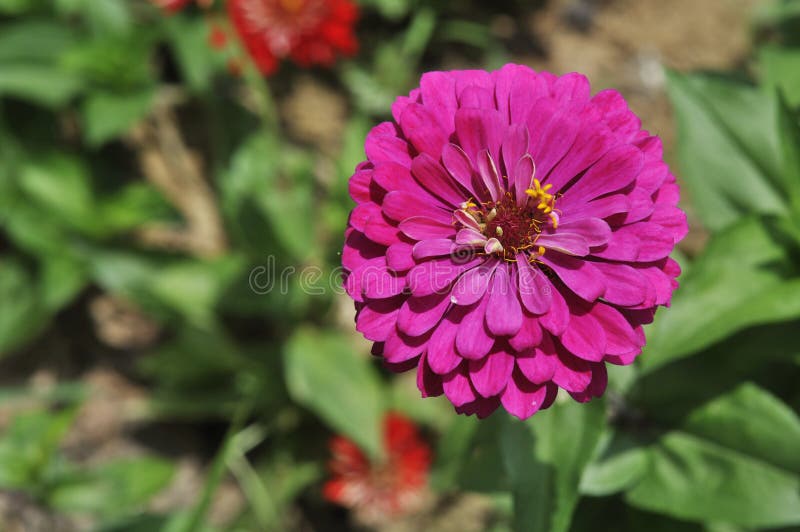 Calendula stock image. Image of flower, macro, orange - 22023871