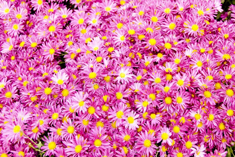 Purple Chrysanthemum Background Stock Image - Image of purple, fresh ...
