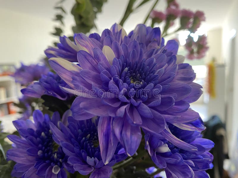 Purple Chrysanthemum Flower Stock Image - Image of details, closeup ...