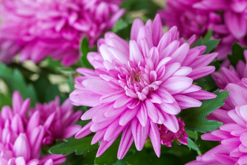Purple Chrysanthemum Flowers at Sunny Day. Stock Photo - Image of ...