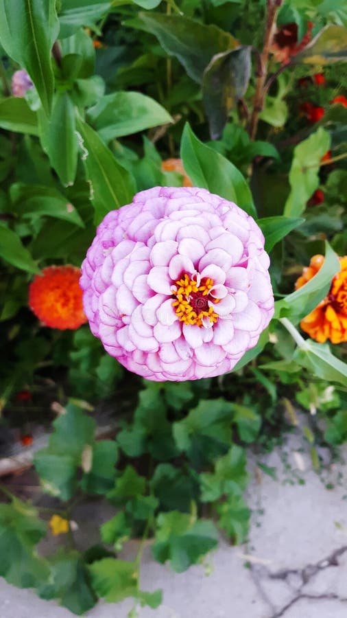 Purple Circular Flower stock photo. Image of purple - 255643862