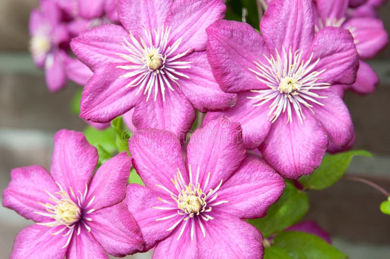 Japanese Clematis Flower stock image. Image of clematis - 47168733