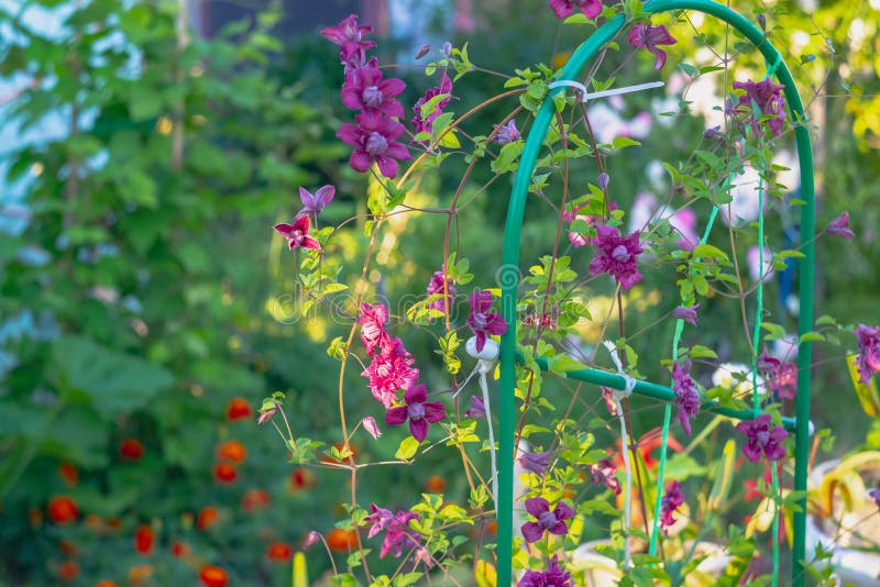 Purple Clematis Flowers on the Support Curl in Summer Stock Photo ...
