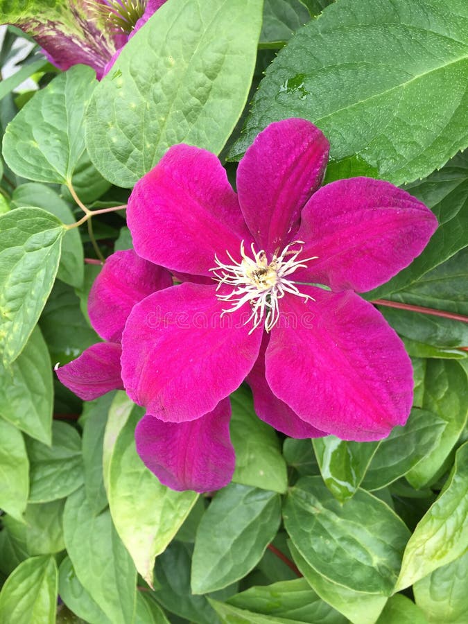 Purple clematis stock image. Image of nature, flora, clematis - 95439807