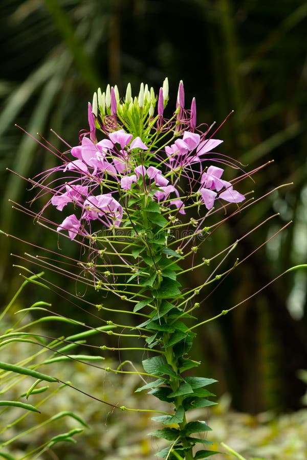 Purple cleome flower stock photo. Image of beautiful - 47938448