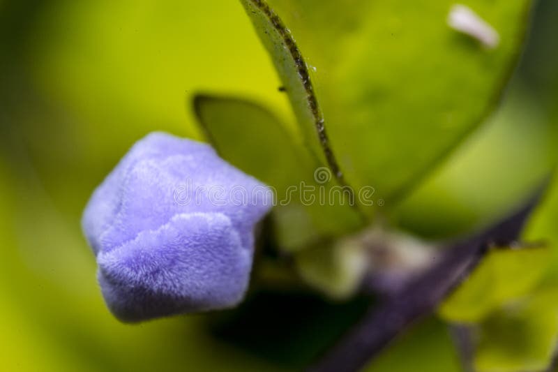 Purple Closed Flower Under the Sun Stock Photo - Image of isolated ...