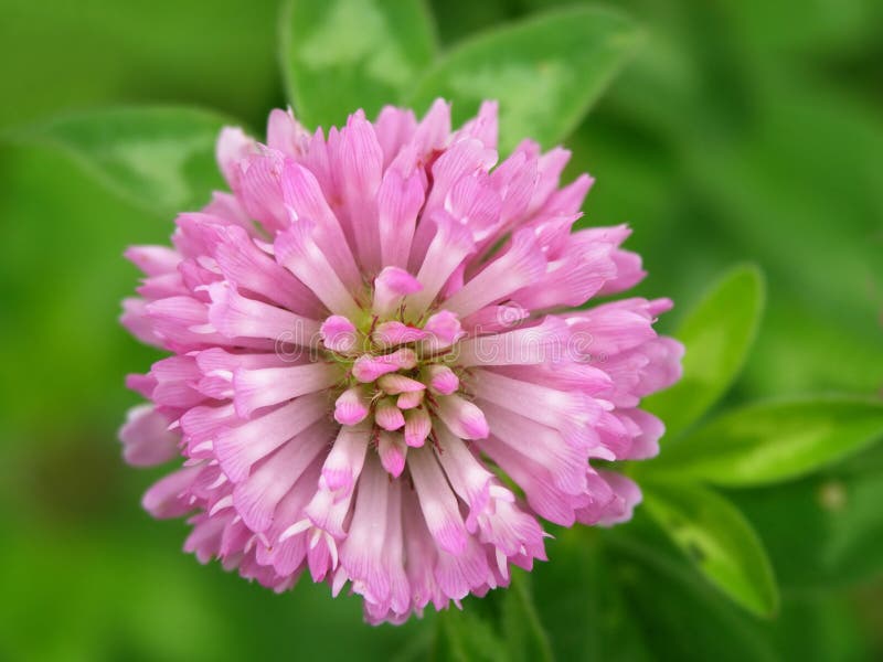 Purple clover stock photo. Image of background, purple - 3133334