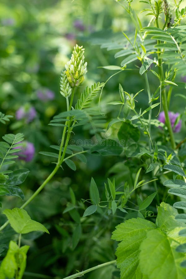 Purple Clover Blooming in Springtime Meadow. Stock Image - Image of ...